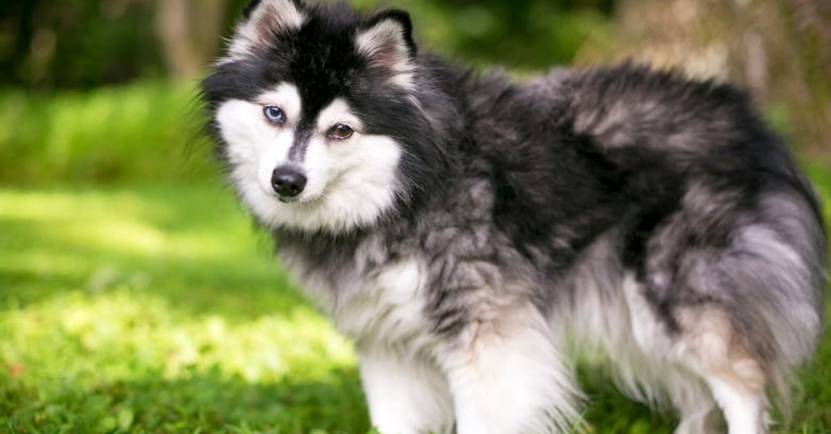 Les races de chien en A : la liste complète